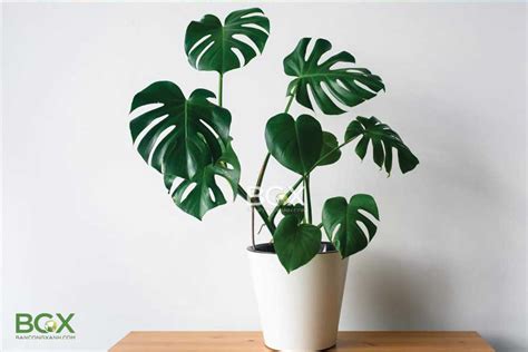 Cây Monstera Deliciosa