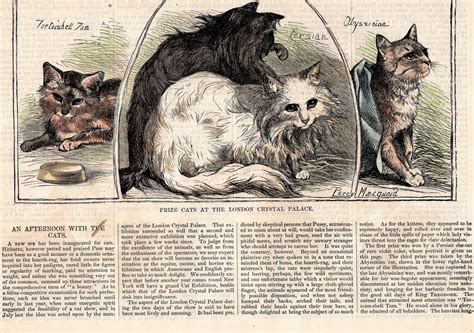 Ethiopedia Or Encyclopedia For Ethiopia The Mystery Of The Abyssinian
