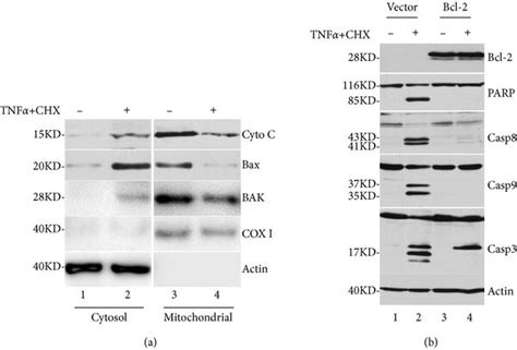 Overexpression Of The Antiapoptotic Protein Bcl 2 Inhibited