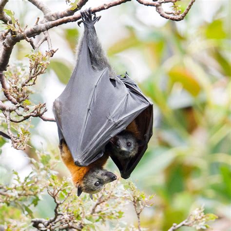 Why Are There More Grey Headed Flying Foxes In Green Adelaide