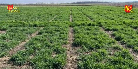 Rye For Grain Production Ohio Ag Net Ohios Country Journal