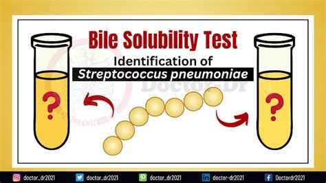 Lipase Test Lipid Hydrolysis Test Principle Method And Results