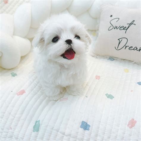 말티즈분양말티즈입양말티즈분양하는곳미니말티즈미니말티즈분양강아지분양강아지입양미니말티즈입양인천강아지분양파주강아지분양김포강아지분양서울강아지분양