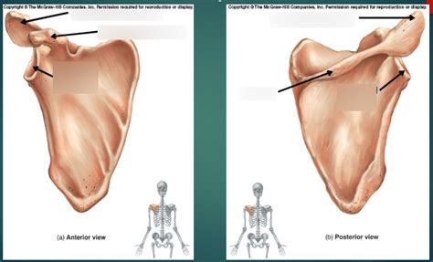 Lab Exam 2 Scapula Diagram Quizlet