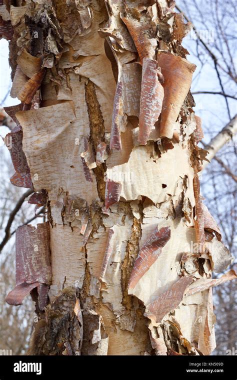 Close Up View Of Beautiful Peeled And Torn River Birch Tree Bark Stock