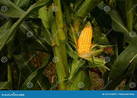 Sweet Corn Growing Ripe Yellow Corn Ear On The Corn Plant To Estimate
