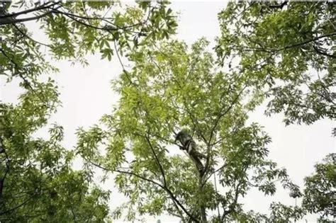 山核桃，為什麼會這麼貴？ 每日頭條