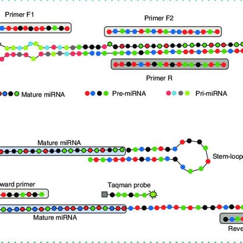 Pdf Qpcr Based Methods For Expression Analysis Of Mirnas