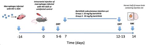 Schematic Diagram Showing The Scid Mouse Hand Model And Ort Paradigm Used Download Scientific