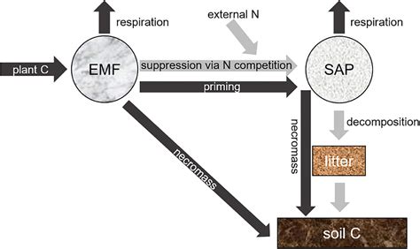Ectomycorrhizal And Endomycorrhizal Fungi