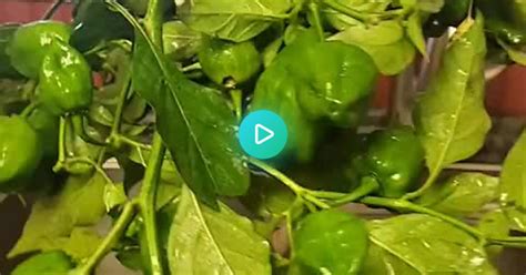 Habanero Oct2023 Album On Imgur