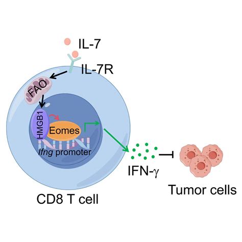 Nuclear Hmgb1 Is Critical For Cd8 T Cell Ifn γ Production And Anti Tumor Immunity Cell Reports