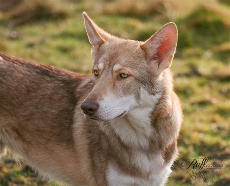 Red Saarloos Wolfhound