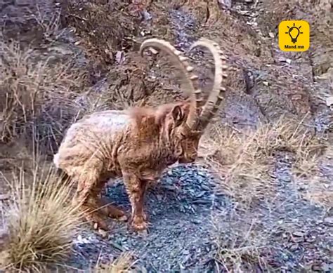 Эврээ даахаа байгаад Тэхийн зогсоол гэгддэг өндөр оргил дээр ирж Нисэж үхэх шийдвэр гаргаж
