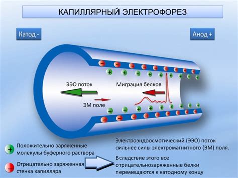 Разделение белков методом капиллярного гель-электрофореза ...