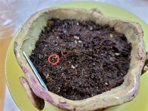 리톱스 파종 15일차 발아 성공 그 뒷이야기 네이버 블로그