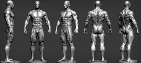 Full Ecorche And Nude Male Anatomy Models By 3dtotal Staff Artofit