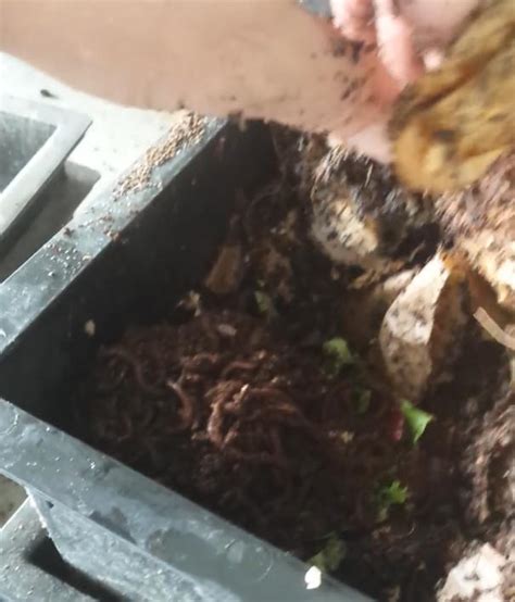 Red Composting Worm Mix Uncle Jim S Worm Farm