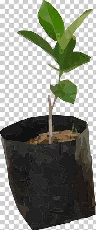 Shield Budding Png Images Shield Budding Clipart Free Download