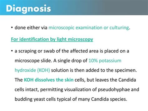 Fungi Yeast Filamentous And Dimorphic Pdf
