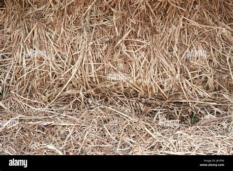 Stack Hay Heap Pile Straw Fodder Agriculture Farming Stack Hay Heap