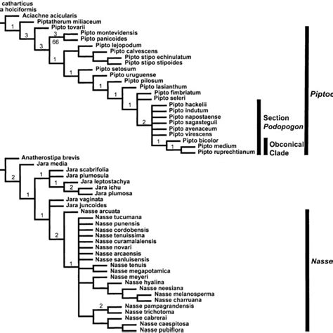 Strict Consensus Of 300 Most Parsimonious Trees L 5 1337 Using Trnl F