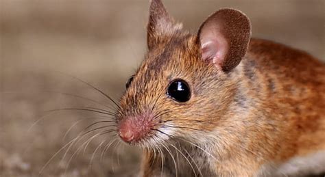 Royalty Free Photo Brown Mouse On Land Pickpik