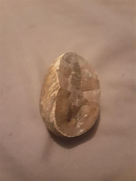 found this fossilized egg any idea what s inside it r fossils