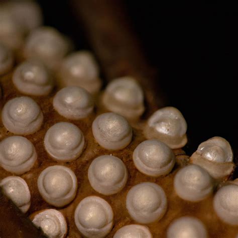 How Many Stick Insect Eggs Hatch Pet