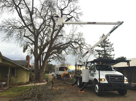 Tree Removal Cordova S Tree Service Inc
