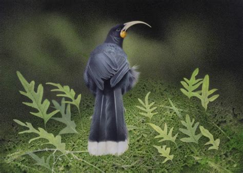 Huia New Zealand Birds Online