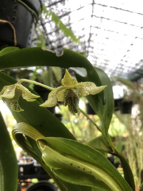 Dendrobium Macrophyllum