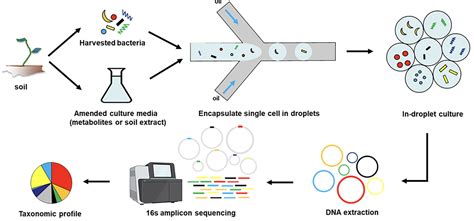 Microfluidic Droplets With Amended Culture Medi