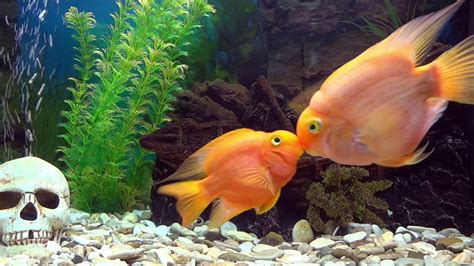 Рыбы целуются YouTube