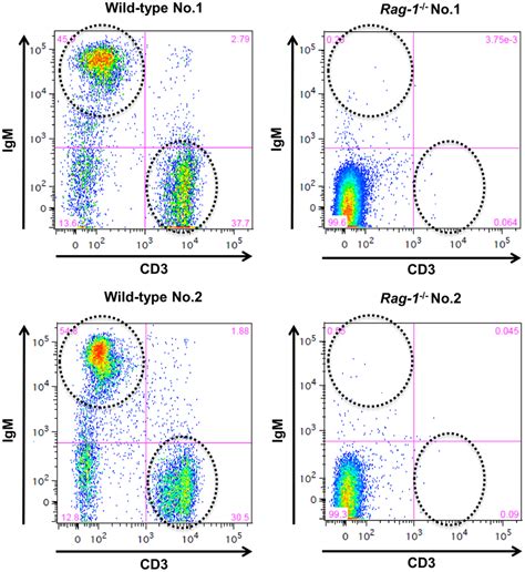 Fluorescence Activated Cell Sorting Analysis Of Peripheral Blood