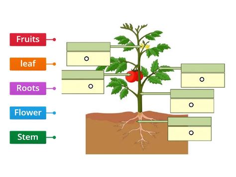 Label The Parts Of Plant Labelled Diagram