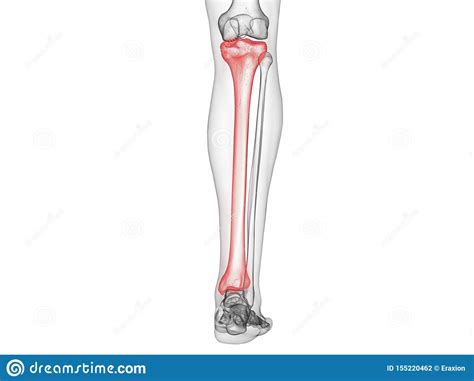 The Tibia Bone Stock Illustration Illustration Of Medical