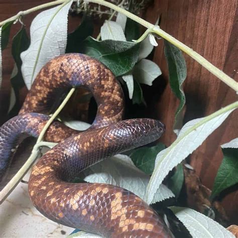 Enrichment Vs Enriched Whats The Difference — Reptiles And Research