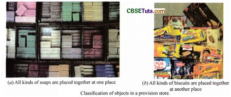 Let Us See The Classification Of Objects Around Us Cbse Tuts