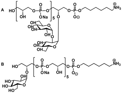 Structure Of Synthetic Teichoic Acid Hexamers Wh5 A And Wh7 B