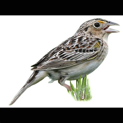 Grasshopper Sparrow Ammodramus Savannarum Identification Birda