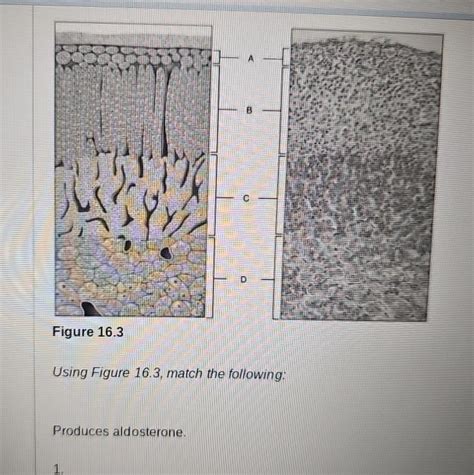 solved figure 16 3using figure 16 3 ﻿match the