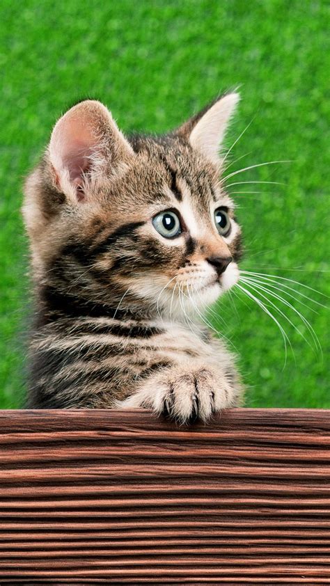 Free Cute Cat Wallpaper Downloads [400 ] Cute Cat Wallpapers For Free