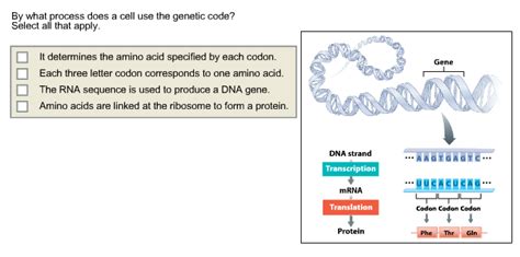 solved dna repair is necessary for normal gene function