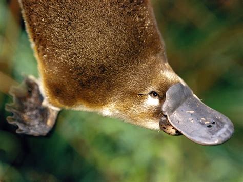 External Description The Platypus