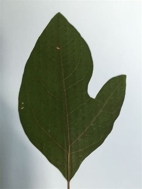 Sassafras Tree Leaves Identification