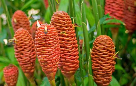 Different Types Of Ginger Flowers At John Mellon Blog