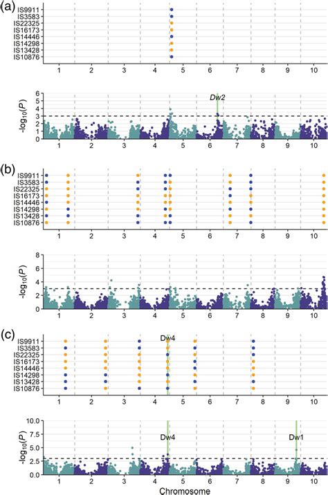Marker‐trait Associations For Sorghum Plant Height In A Kobo B Download Scientific Diagram