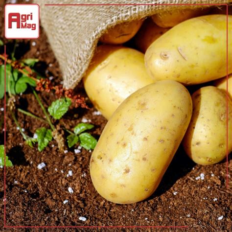 How To Use Soil Health Indicators To Assess Soil Fertility AgriMag