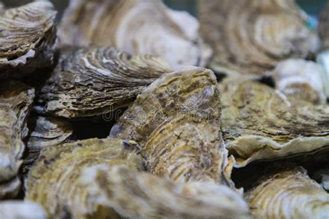 Marine Molluscs In Intertidal Zone Stock Image Image Of Marine Rock 74524059